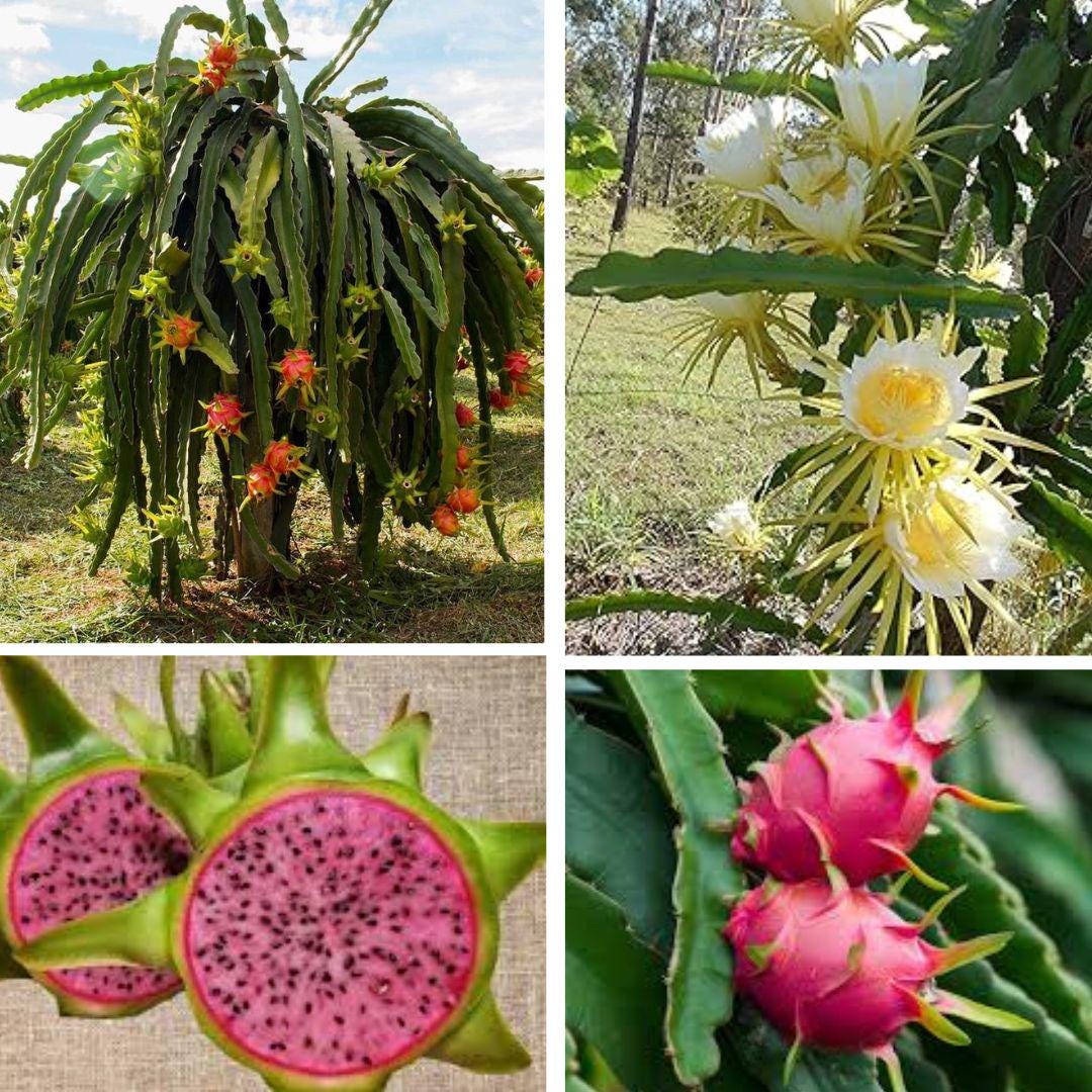Dragon Fruit Plant - Edgar's Baby Dragon Fruit Cactus - Tropical Fruit ...