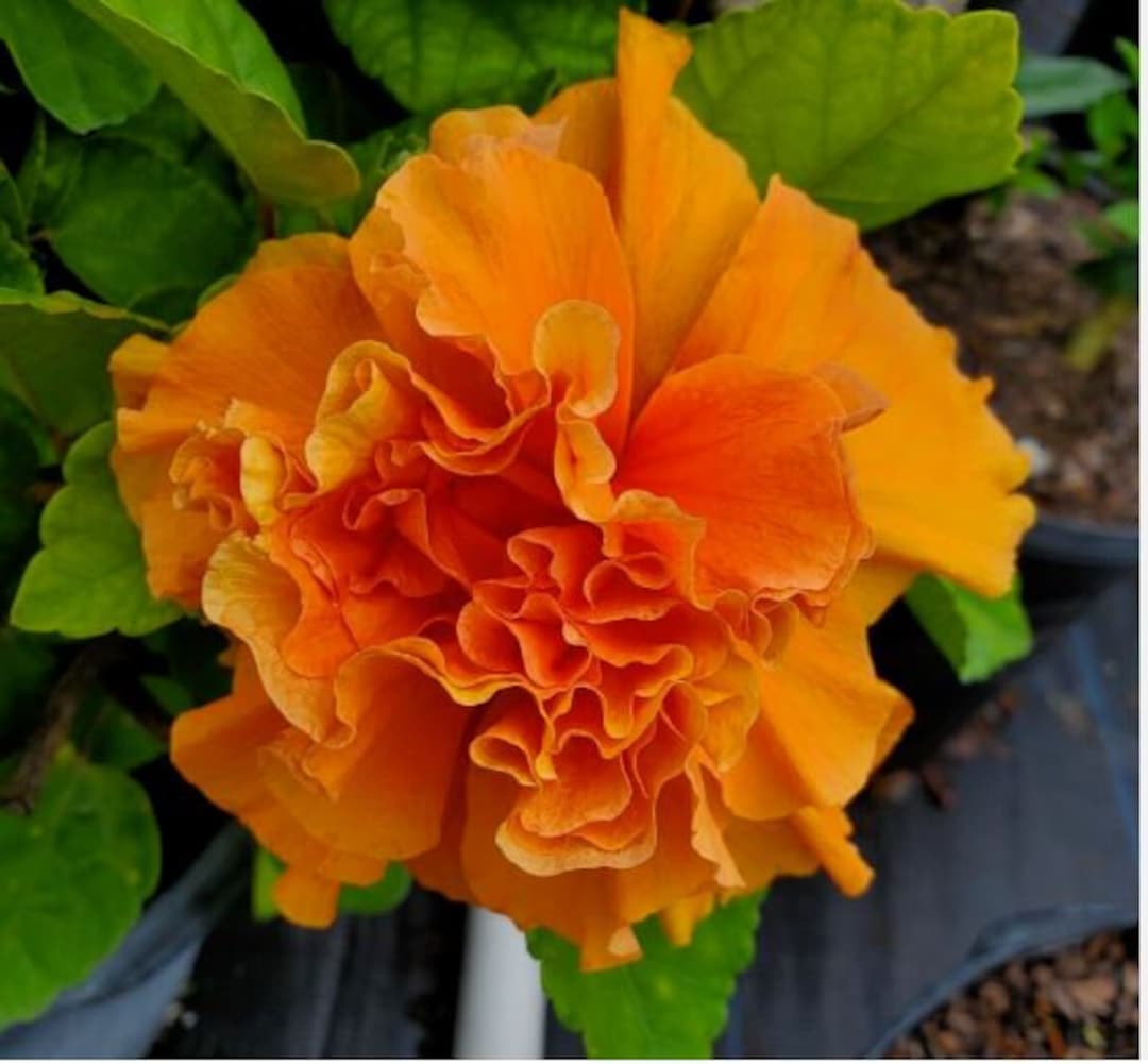 Orange Hibiscus Exotic Jane Cowell Hibiscus Well Rooted Starter Live ...