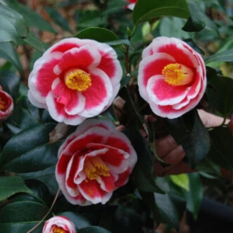 Red White Camellia Japonica-'tama Electra' -live Starter Plant -unique ...