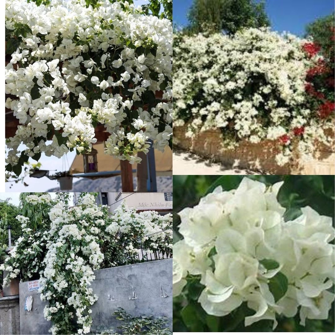 White Bougainvillea Plant-key WEST WHITE -well Rooted Bougainvillea ...