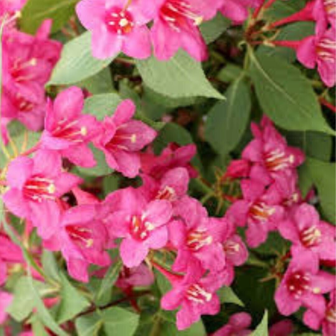Pink Bloom Weigela Plant - Hot Pink, Everblooming - Live Plant Ship in ...