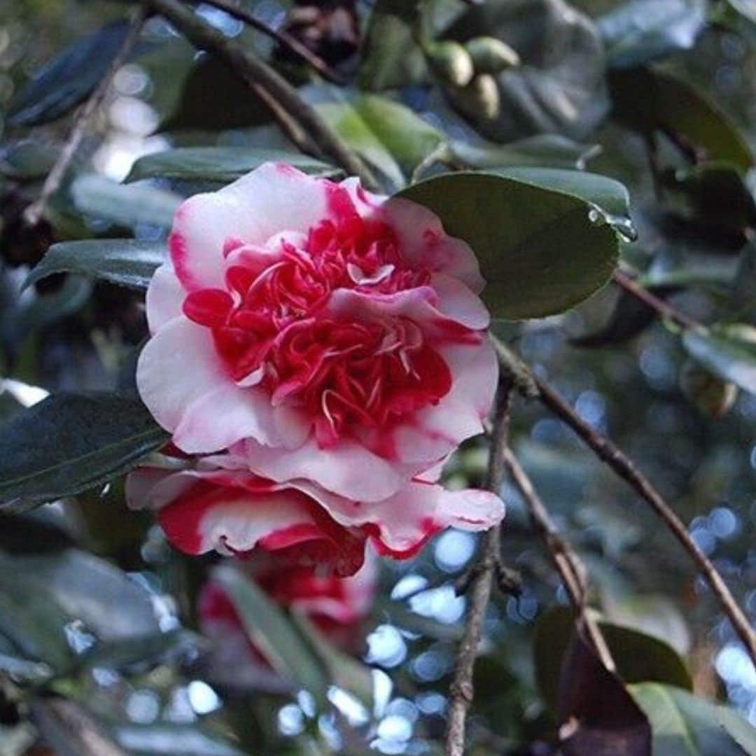 Red White Camellia Japonica'gigantea' live Starter Plant unique Bloom ...