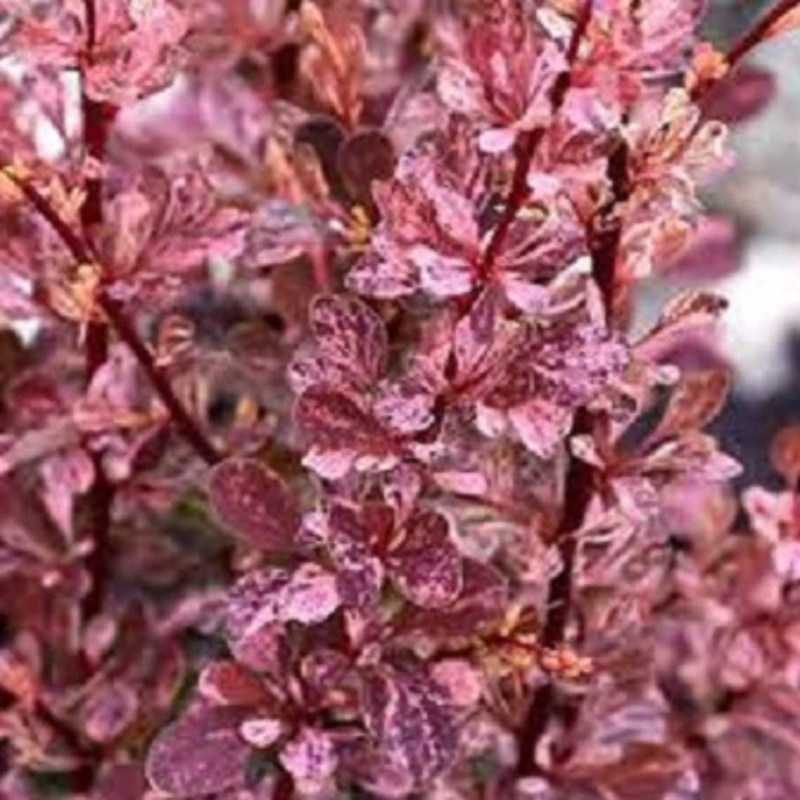 Rose Glow Japanese Barberry Plant Berberis Thunbergii - Etsy Rose Glow Japanese Barberry Plant Berberis Thunbergii - Etsy