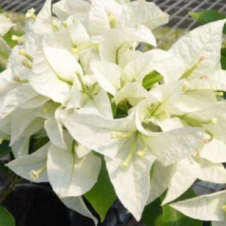 White Bougainvillea Plant-mauna KEA -well Rooted Bougainvillea Starter ...