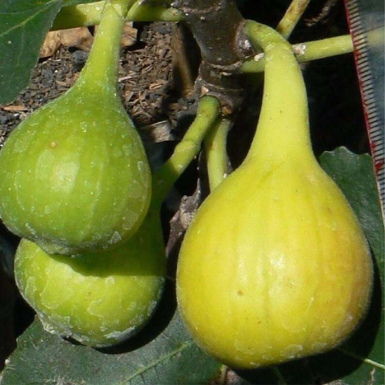 Yellow Long Neck Fig Plant - Ficus Carica - Yellowfruit Tree Starter ...