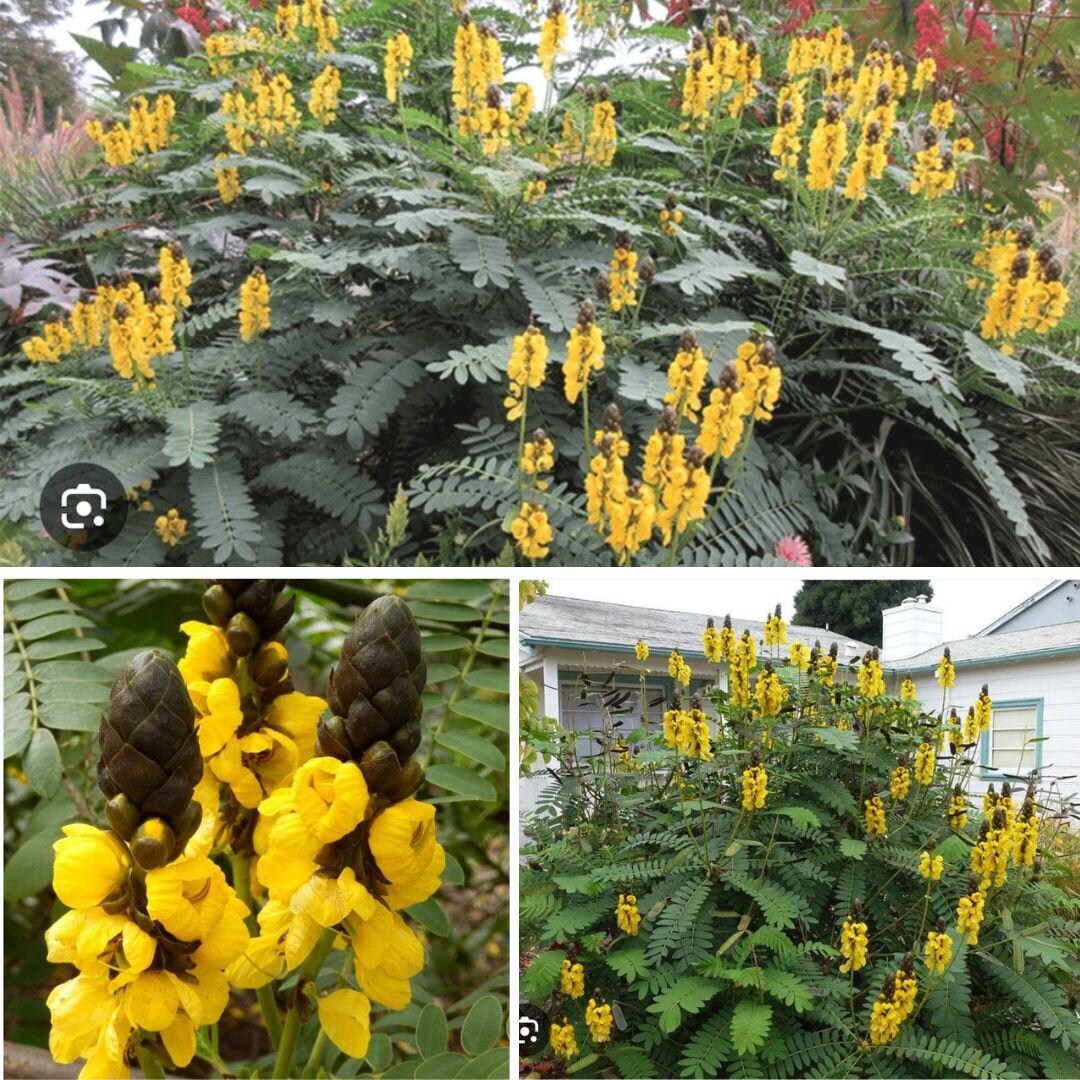 Senna Didymotbotrya Plant - Popcorn Cassia - Small Starter Plant Ship ...