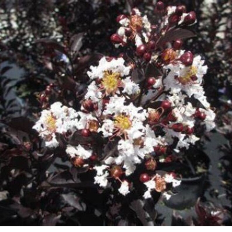 Ebony White Crape Myrtle - EBONY & IVORY- Crepe Crape Myrtle Well ...