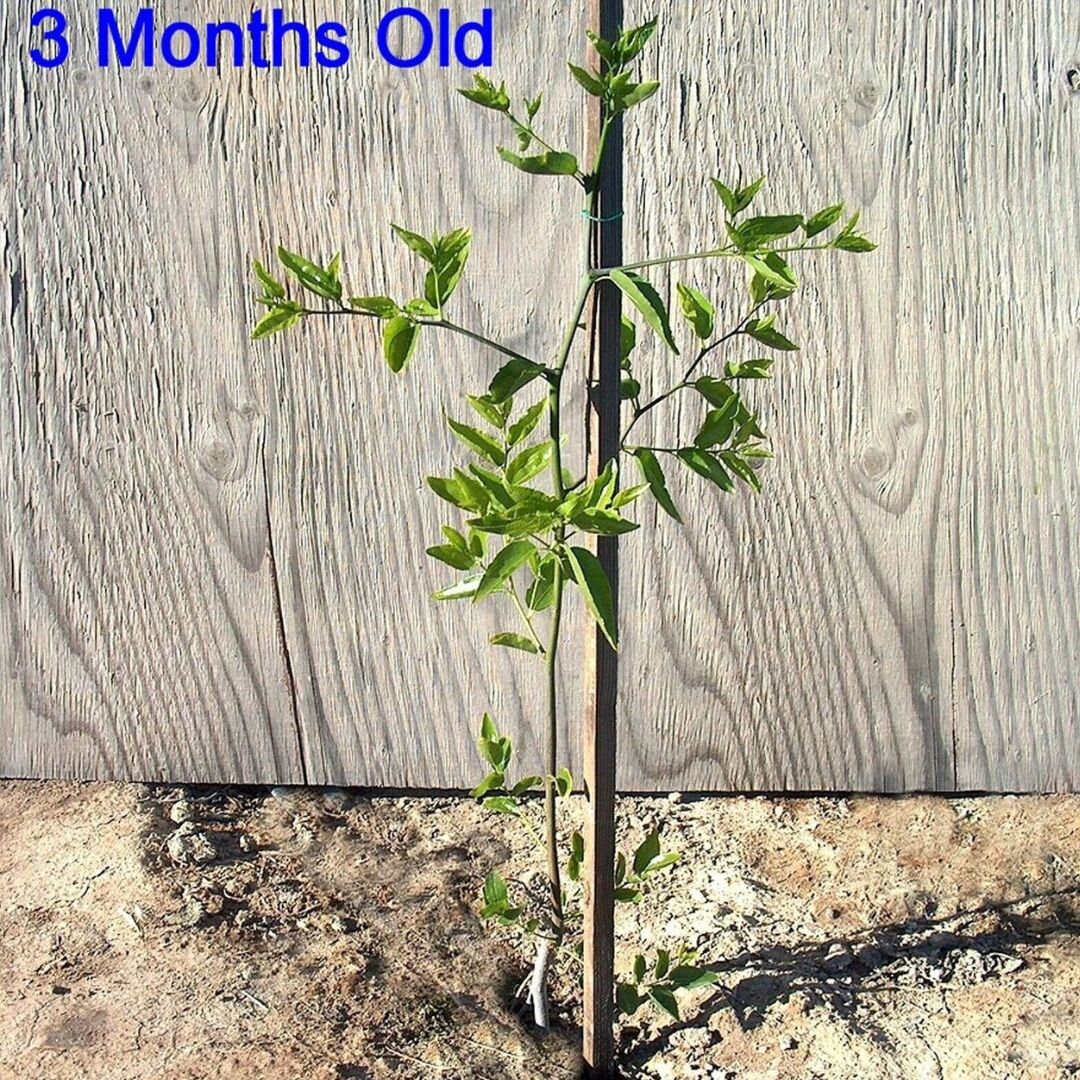 Lot of 4 Live Jujube Tree Cuttings, Shanxi Li Jujube Tree Cutting ...