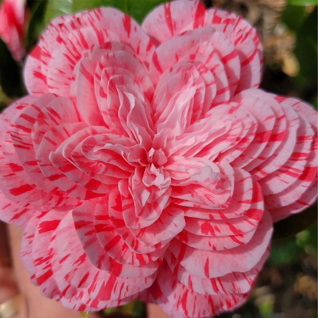 Pink Red Camellia Japonica Plant - LES MARBURY- Unique Bloom - Live ...