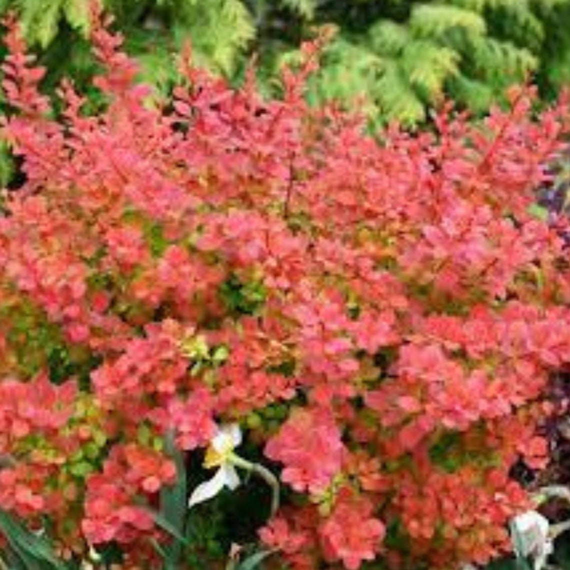Orange Berberis Thunbergii-sunjoy Neo Barberry-live STARTER Plant-ship ...