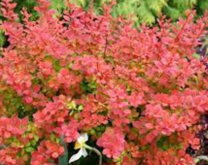 Orange Berberis Thunbergii-sunjoy Neo Barberry-live STARTER Plant-ship ...