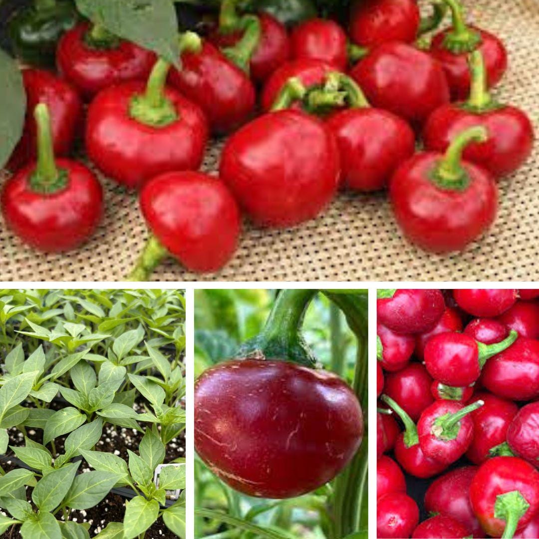 3 Red Cherry Hot Pepper Plants Cherry Bomb Chili Lsuper Hot Pepper Live ...
