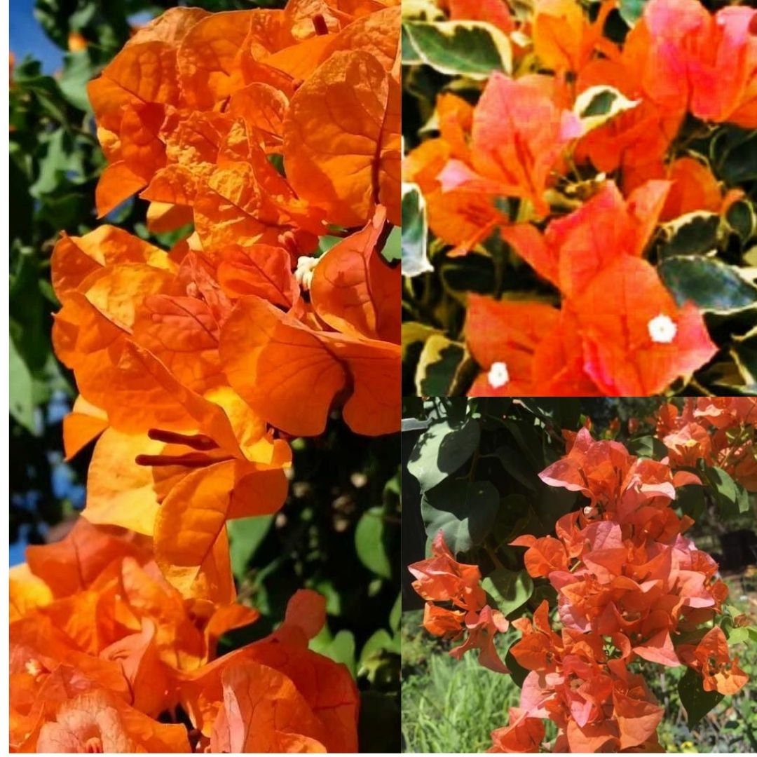 Variegated Orange Bougainvillea Plant -BENGAL ORANGE - Live ...