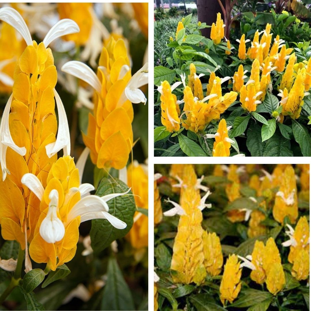 Yellow Shrimp Plant, Golden Shrimp Plant, Justicia Brandegeana ...
