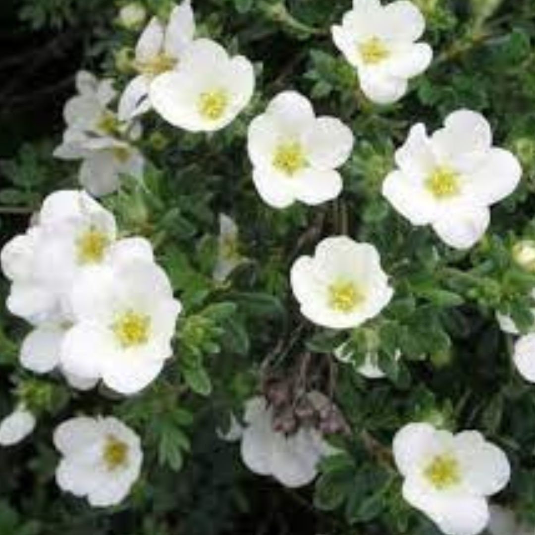 White Potentilla Plant-mckay's White Potentilla Fruticosa - Etsy