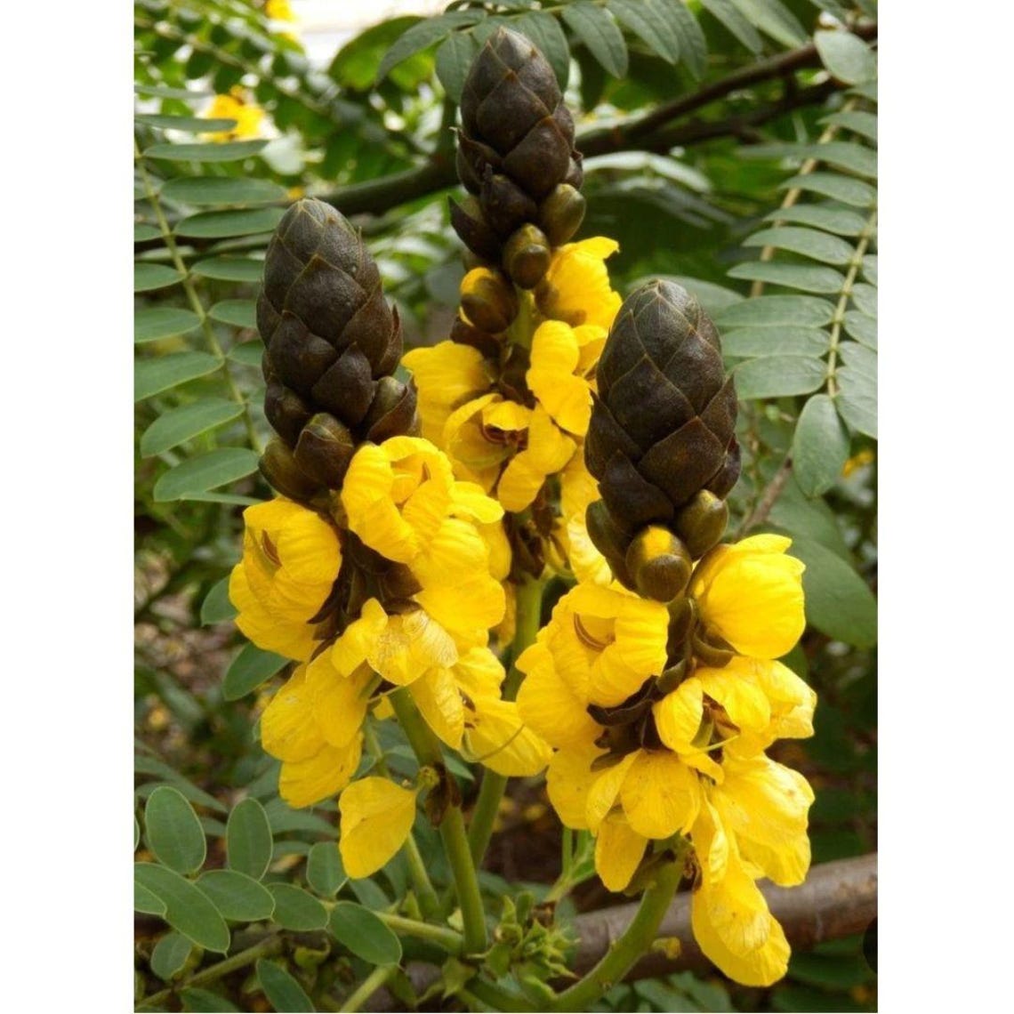 Senna Didymotbotrya Plant - Popcorn Cassia - Small Starter Plant Ship ...