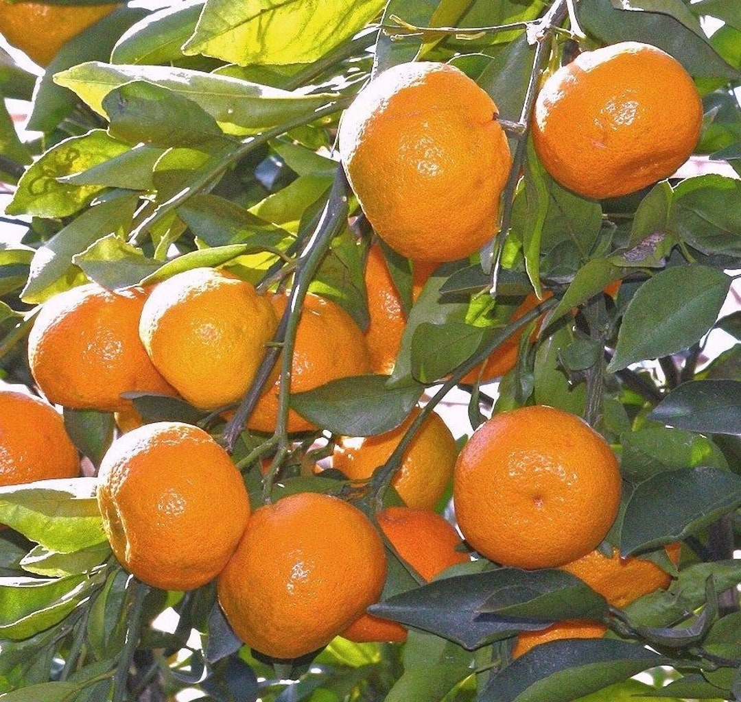 Satsuma Fruit Tree - Orange Mandarin Tangerine -live Plant Citrus ...