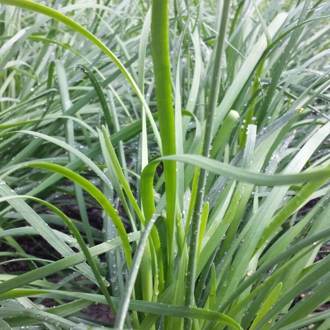 30 Garlic Chives Leek Plant, Live Stalks Garlic Chives Leek Plant Bare ...
