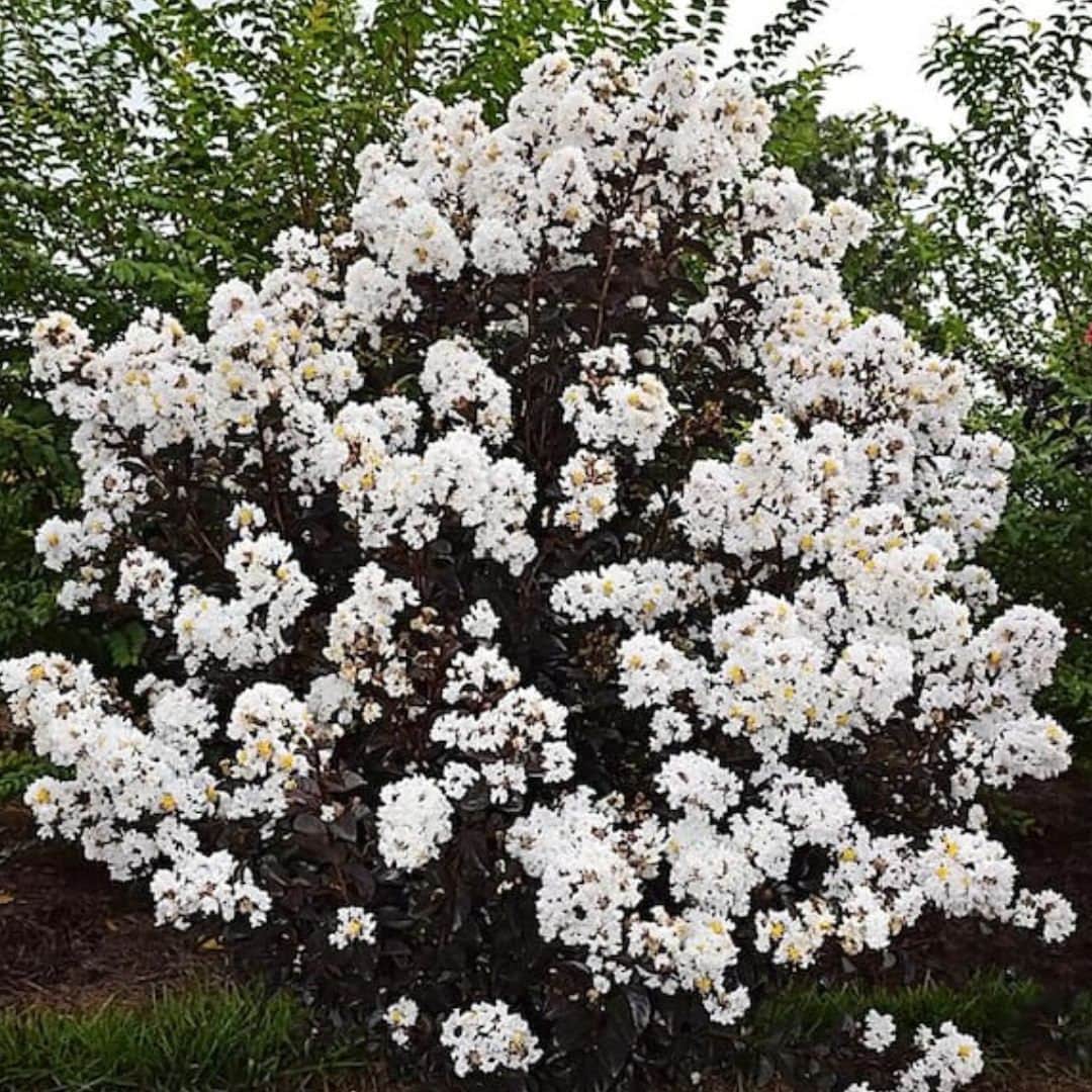 Ebony White Crape Myrtle - EBONY & IVORY- Crepe Crape Myrtle Well ...