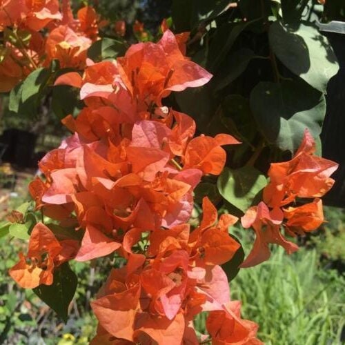 Variegated Orange Bougainvillea Plant -BENGAL ORANGE - Live ...