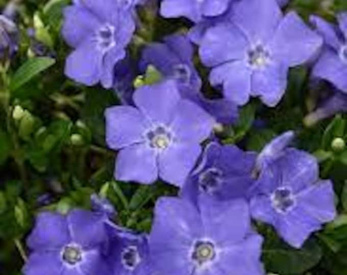 25 Vinca Minor Plants Periwinkle Creeping Myrtle Perennial Evergreen ...