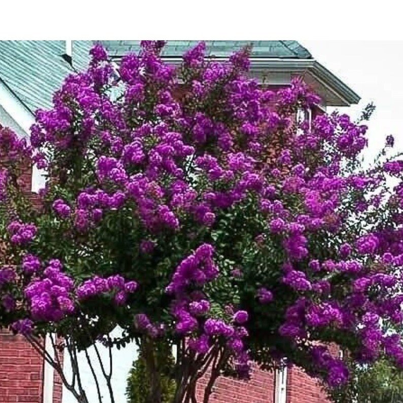 2 Dark Purple Crape Myrtle Plant crape Myrtle Well Rooted - Etsy