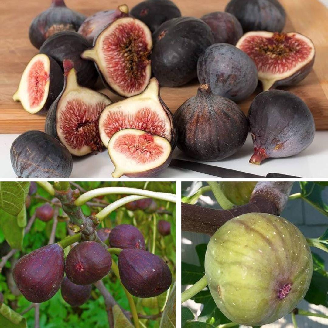 Magnolia Fig Plant - Ficus Carica - Live Well Rooted STARTER Plant in ...