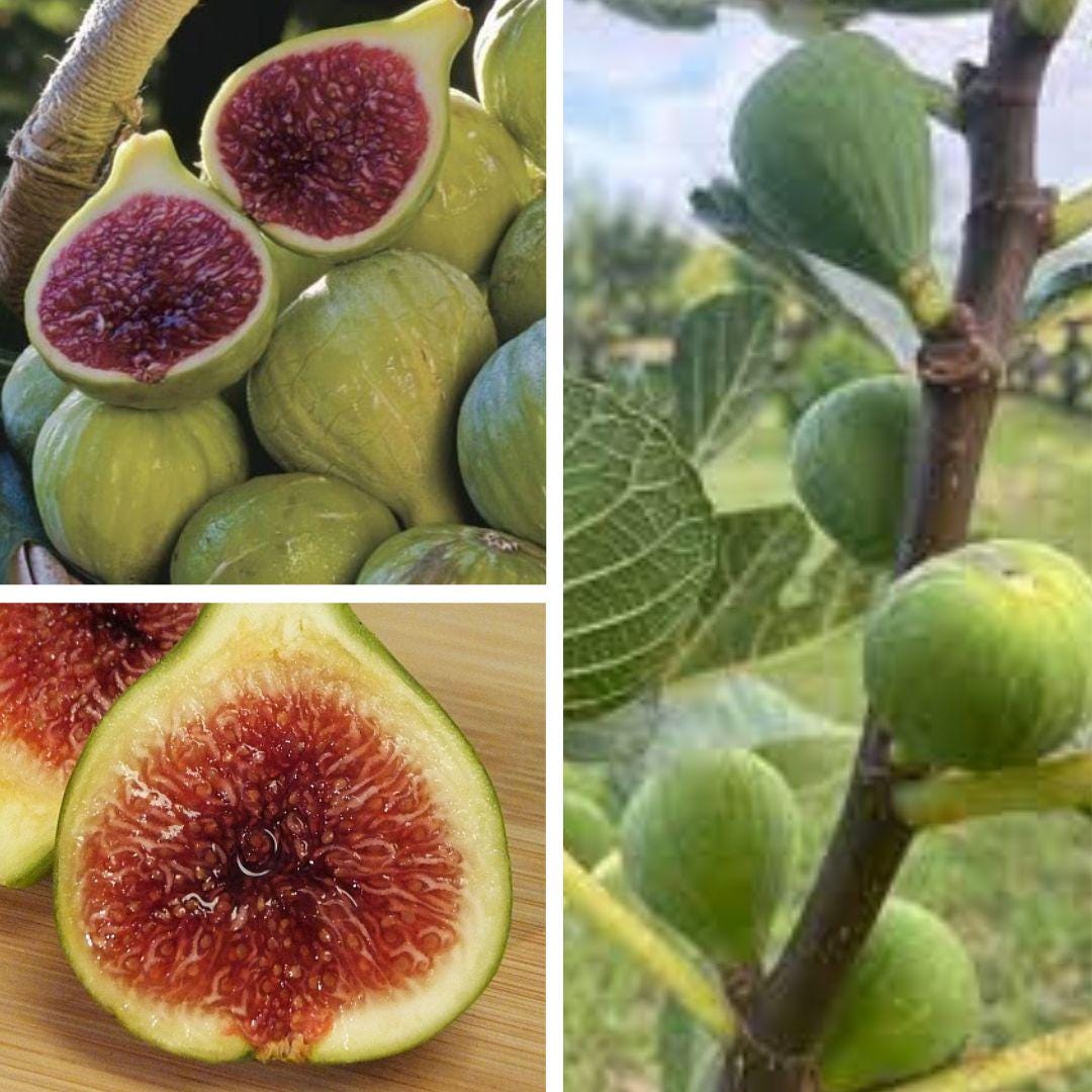 Ischia Fig Plant - Ficus Carica - Live Well Rooted STARTER Plant in Pot ...