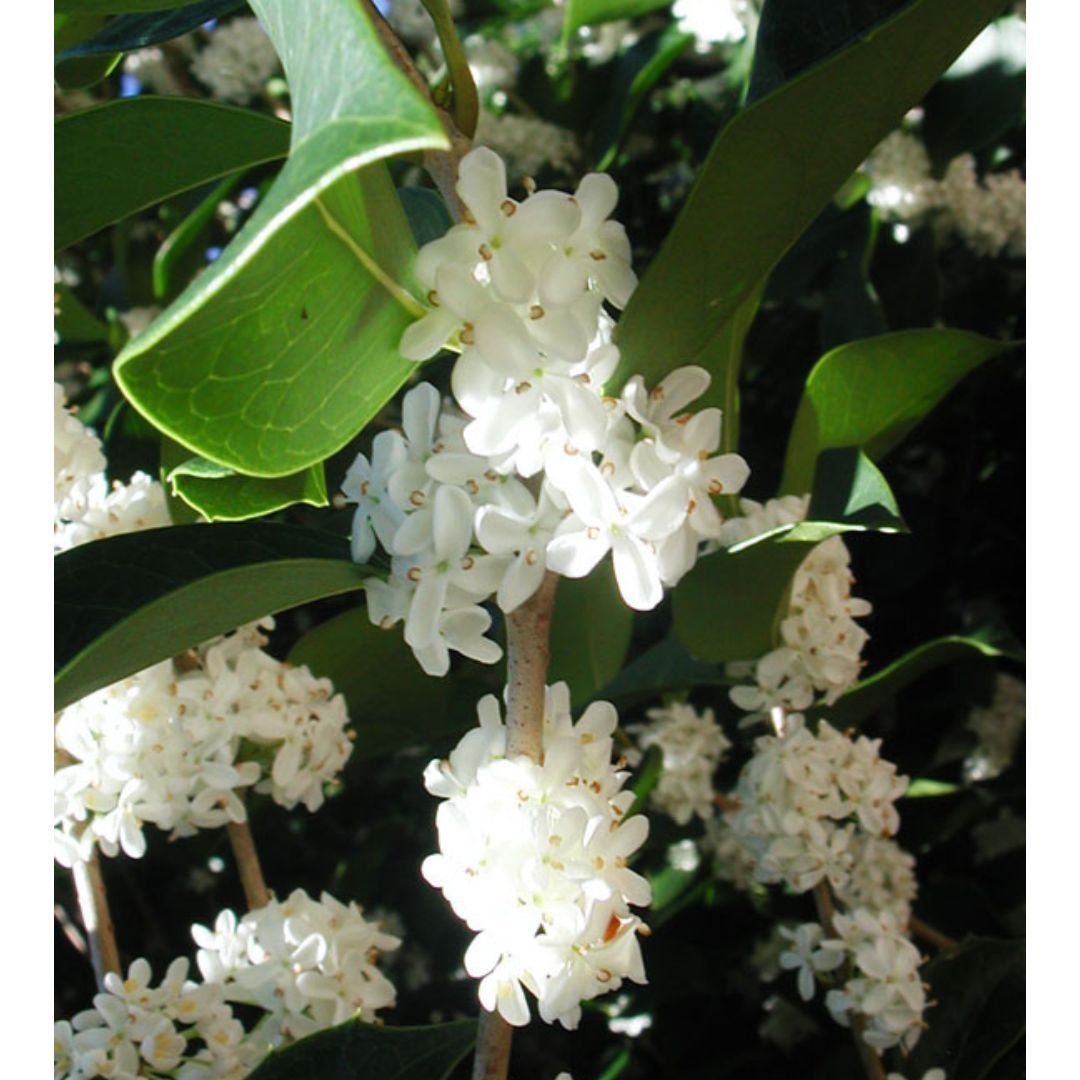 White Fragrant Tea Olive ( Osmanthus )- Live Starter Plant - Etsy