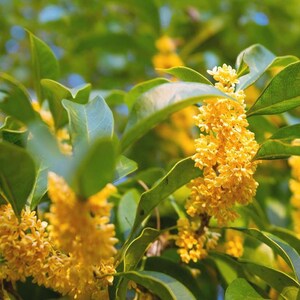 Yellow Tea Olive Plant - Flowering Fragrant Tea Olive Plant - Etsy
