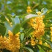Yellow Tea Olive Plant - Flowering Fragrant Tea Olive Plant - Etsy