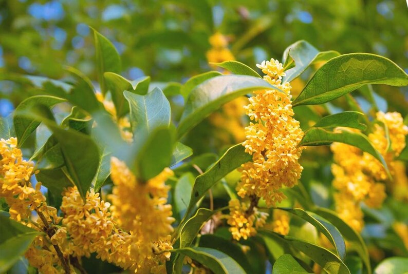 Yellow Tea Olive Plant - Flowering Fragrant Tea Olive Plant - Etsy