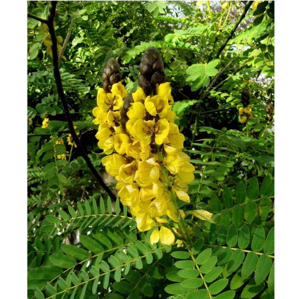 Senna Didymotbotrya Plant - Popcorn Cassia - Small Starter Plant Ship ...