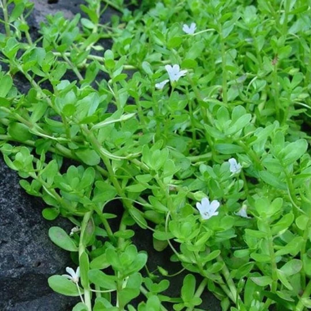 15, 20 Brahmi Bacopa Monnieri Live Plants, Brahmi Water Hyssop Aquatic ...