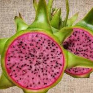 Dragon Fruit Plant - Edgar's Baby Dragon Fruit Cactus - Tropical Fruit ...