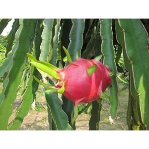 Dragon Fruit Plant - Edgar's Baby Dragon Fruit Cactus - Tropical Fruit ...