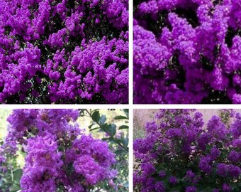 Twilight Crape Myrtle Plant - Etsy