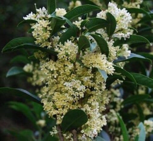 Fragrant Tea Olive Osmanthus - Fudingzhu - Healthy Well Rooted Starter ...