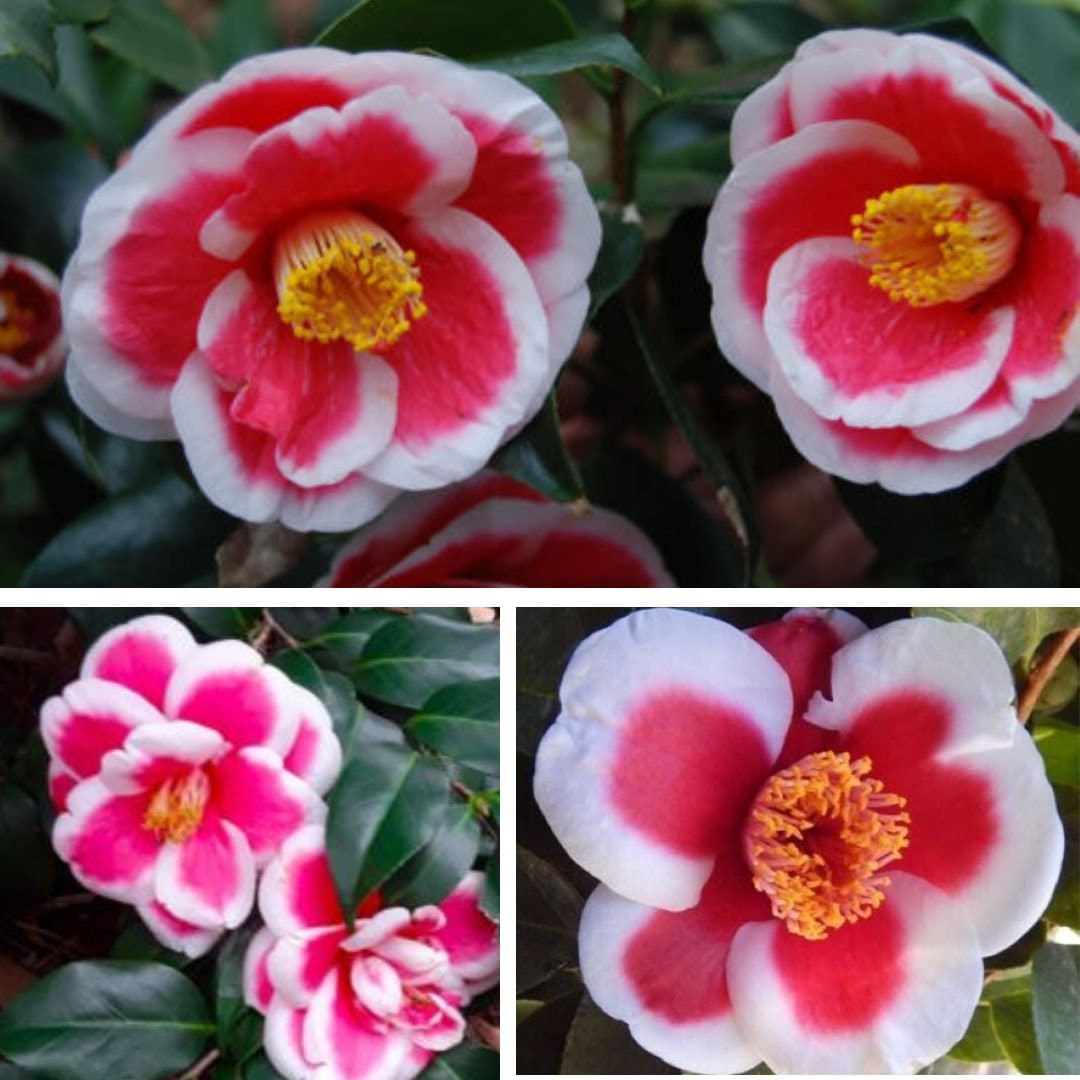 Red White Camellia Japonica-'tama Electra' -live Starter Plant -unique ...