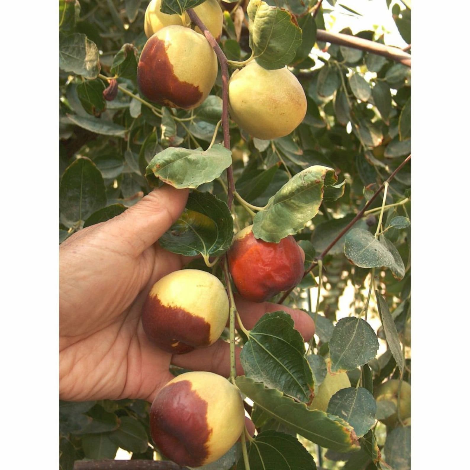 Lot of 4 Live Jujube Tree Cuttings, Shanxi Li Jujube Tree Cutting ...