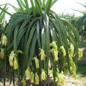 Dragon Fruit Plant - Edgar's Baby Dragon Fruit Cactus - Tropical Fruit ...