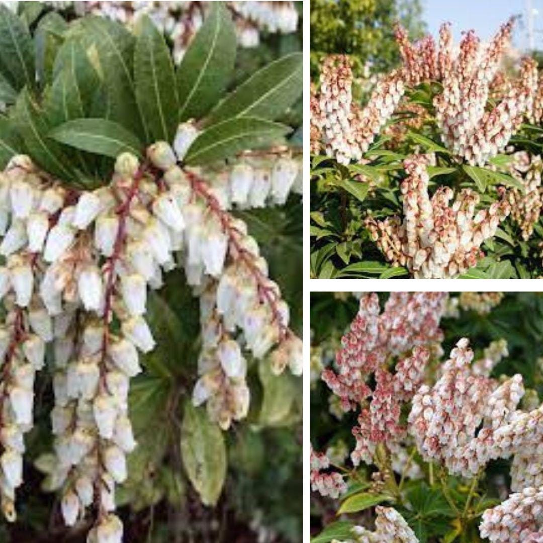 Pieris Japonica Plant 'mountain Fire' Shrub - Starter Plant No Pot 3 ...