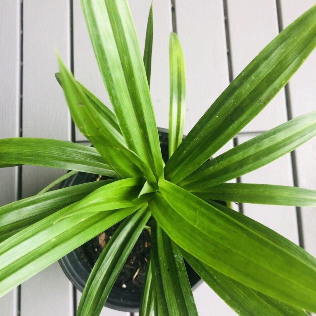 Pandan Leaves Live Plant(lá Dứa) - Pandanus Amaryllifolius Rooted Live ...
