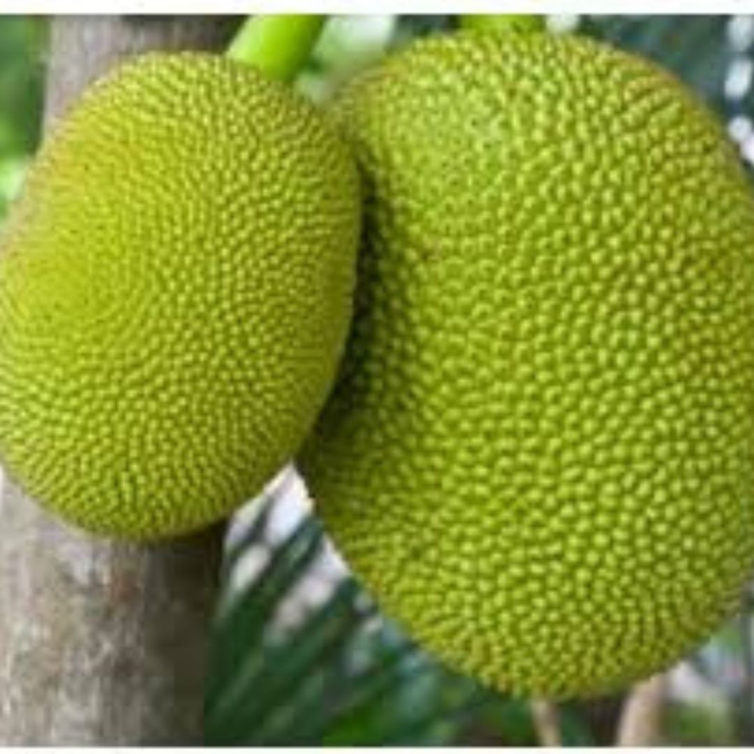 Jackfruit Artocarpus Heterophyllus Jack Fruit Seedling Plant Tree 7 to ...