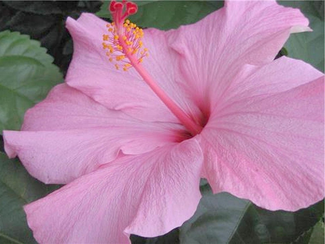 Pink Hibiscus Plant seminole Hibiscus Well Rooted SMALL Starter Live ...