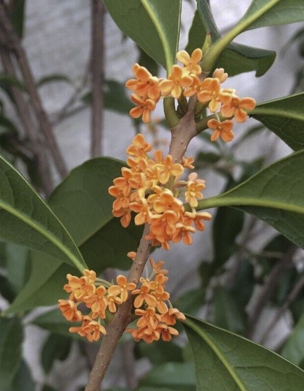 Orange APRICOT ECHO Fragrant Tea Sweet Olive Osmanthus Fragrans Rooted Starter Plant - Etsy
