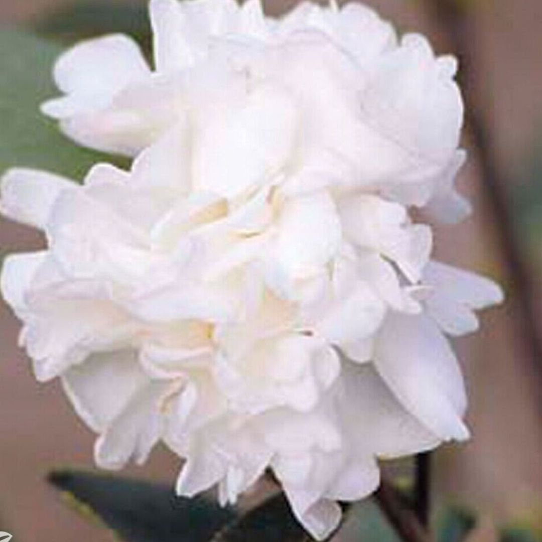 White Camellia Japonica'polar Ice' live Starter Plant in Pot - Etsy