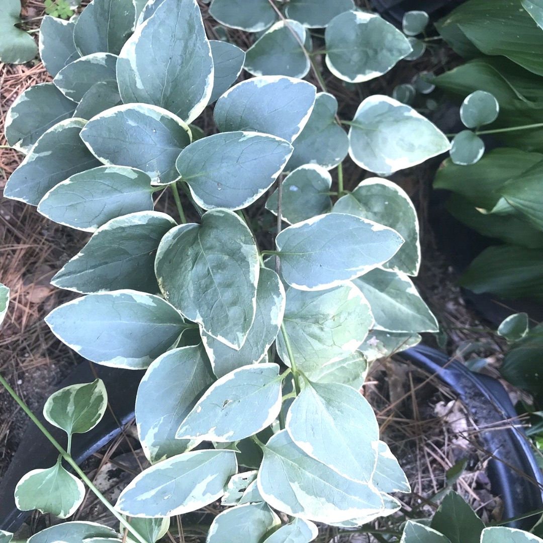 6 Variegated Vinca Periwinkle Trailing Vine Live Starter Plants Ship ...