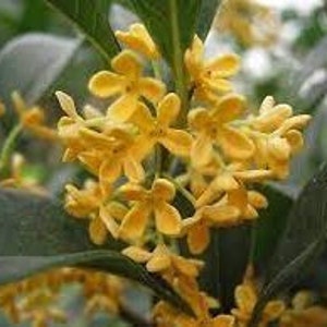 Yellow Tea Olive Plant - Flowering Fragrant Tea Olive Plant - Etsy