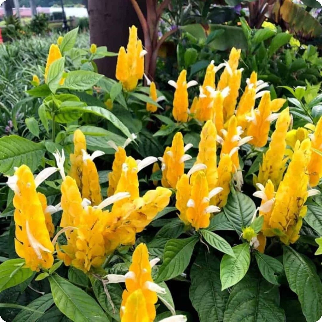 Yellow Shrimp Plant, Golden Shrimp Plant, Justicia Brandegeana ...